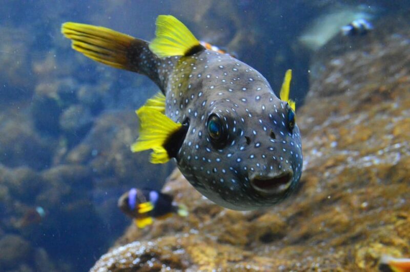 Bournemouth Oceanarium Ticket - Who Will Love this Experience?