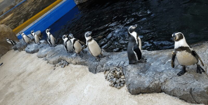 Bournemouth Oceanarium Ticket - Final Thoughts: Is the Bournemouth Oceanarium Worth It?