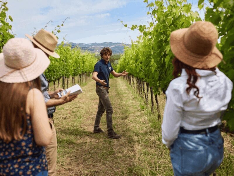 Boutique Winery Visit & 5 Organic Wine Tastings near Urbino - An In-Depth Look at the Experience