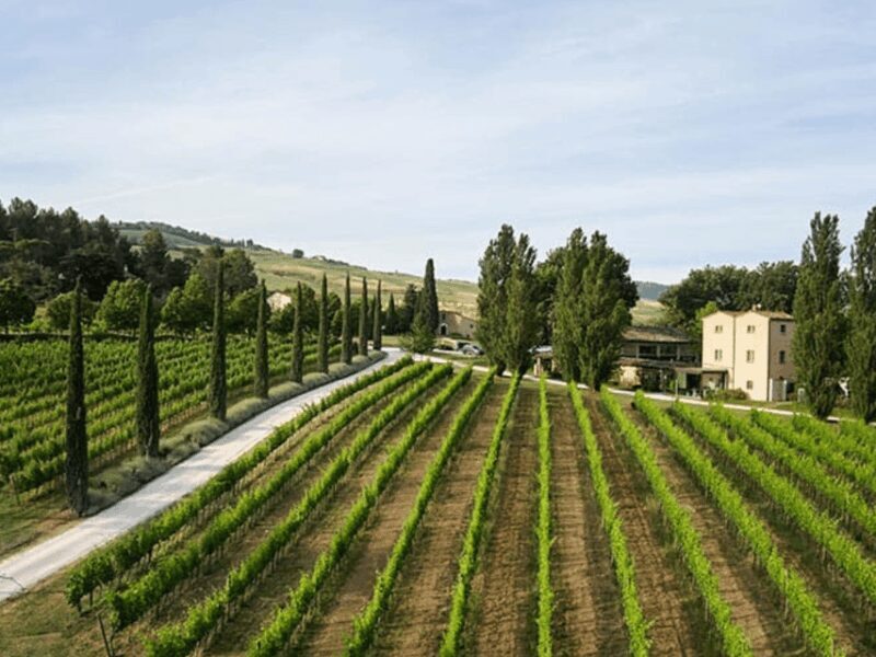 Boutique Winery Visit & 5 Organic Wine Tastings near Urbino - Final Thoughts