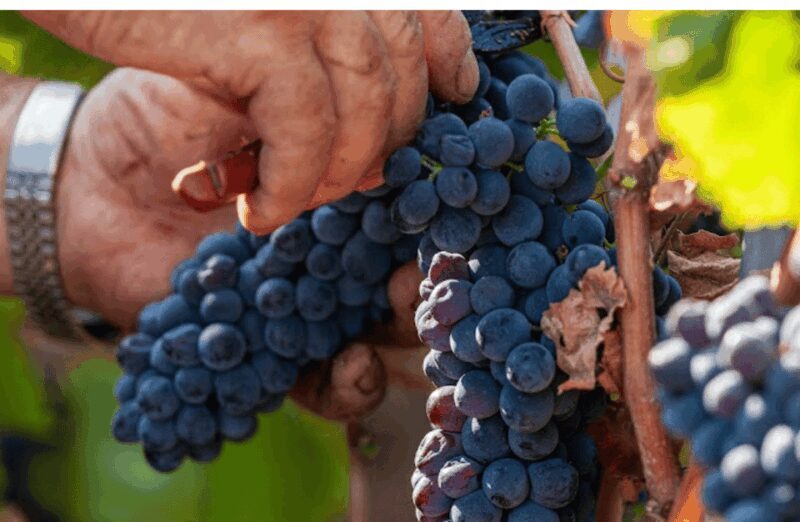 Boutique Winery Visit & Tasting near Rome - An In-Depth Look at the Boutique Winery Experience
