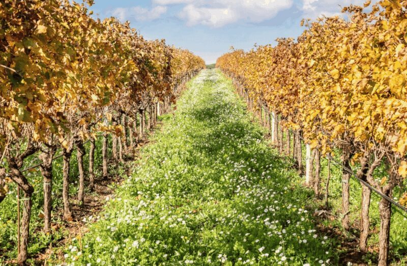 Boutique Winery Visit & Tasting near Rome - FAQs
