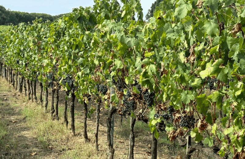 Boutique Winery Visit & Wine Tasting near Arezzo - Tasting Time: The Highlight of the Tour