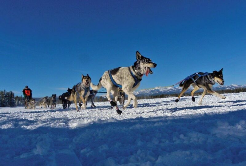 Bozeman: 6 Day Yellowstone Winter Wonderland Tour - An In-Depth Look at the Yellowstone Winter Experience
