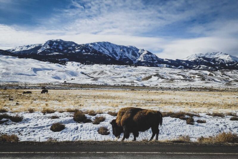 Bozeman: 6 Day Yellowstone Winter Wonderland Tour - Who Should Consider This Tour?