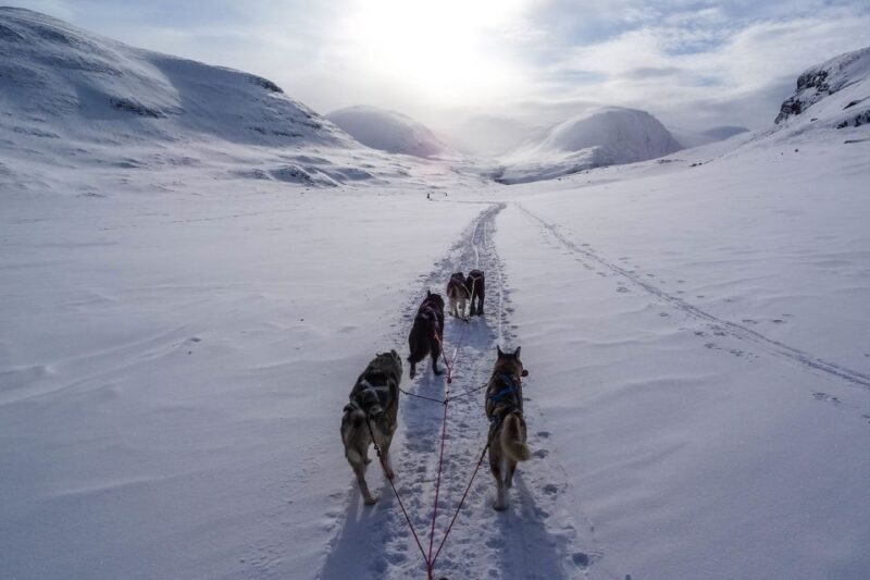 Bozeman: 6 Day Yellowstone Winter Wonderland Tour - The Experience of Transportation and Accommodation