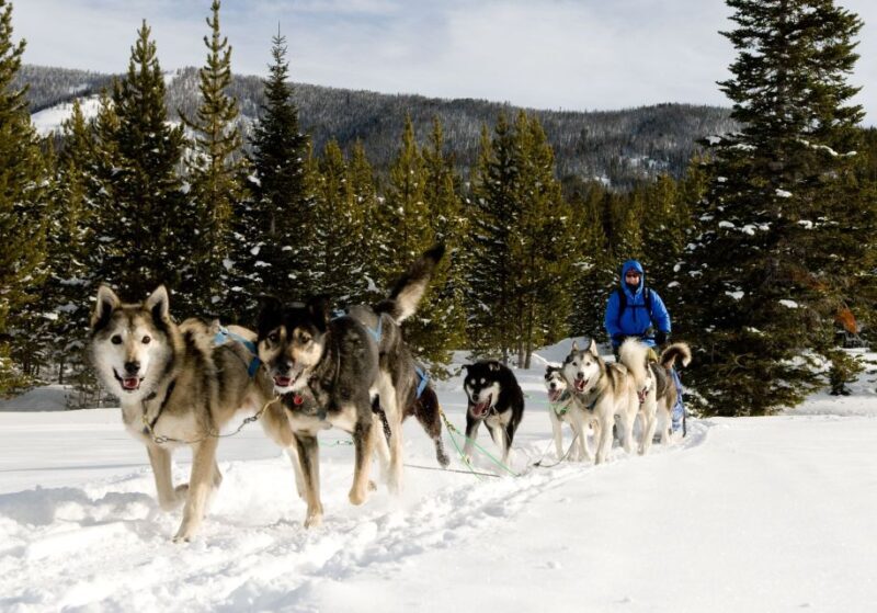 Bozeman: 6 Day Yellowstone Winter Wonderland Tour - The Wildlife and Activities: What Youll Love