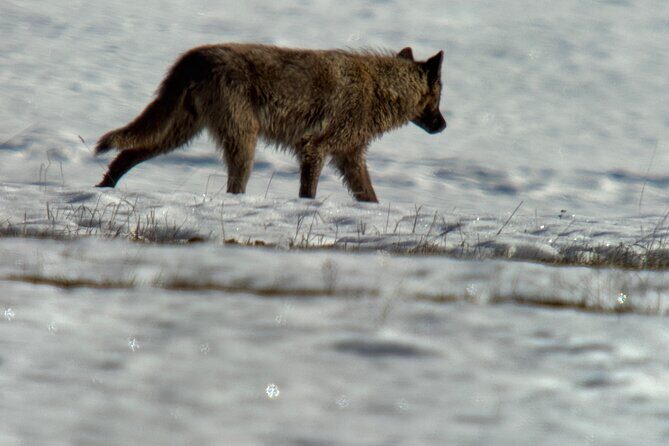 Bozeman Winter Wildlife Safari, Lamar Valley, Burrito and Lunch - Exploring the Bozeman Winter Wildlife Safari: A Guide to Yellowstone’s Cold-Weather Wonder