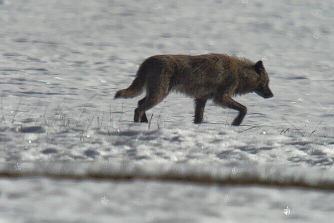 Bozeman Winter Wildlife Safari, Lamar Valley, Burrito and Lunch - Who Will Love This Tour?
