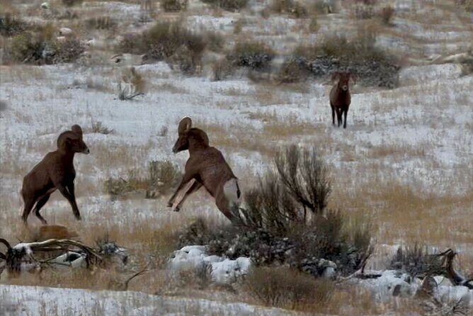 Bozeman Winter Wildlife Safari, Lamar Valley, Burrito and Lunch - FAQ