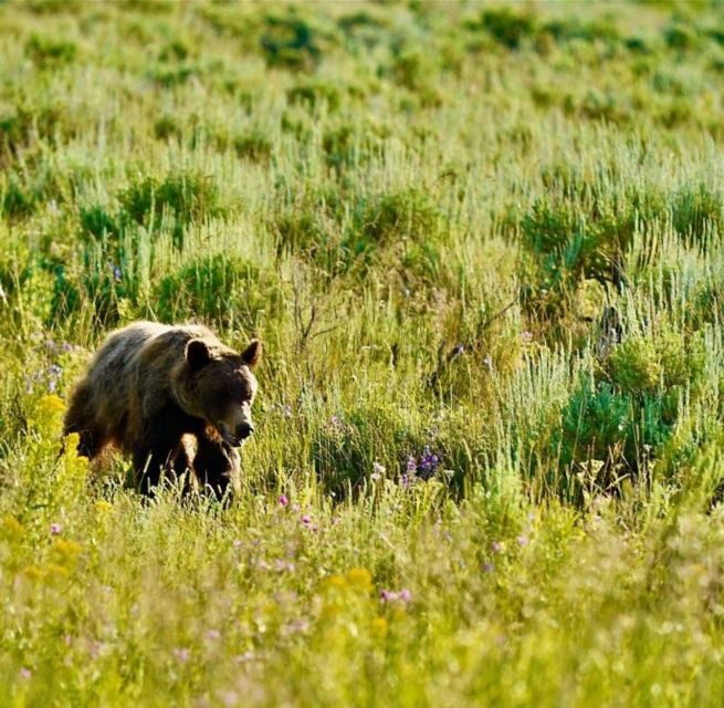 Bozeman: Yellowstone & Grand Teton National Park with Hotel - Transportation, Group Size, and Practicalities