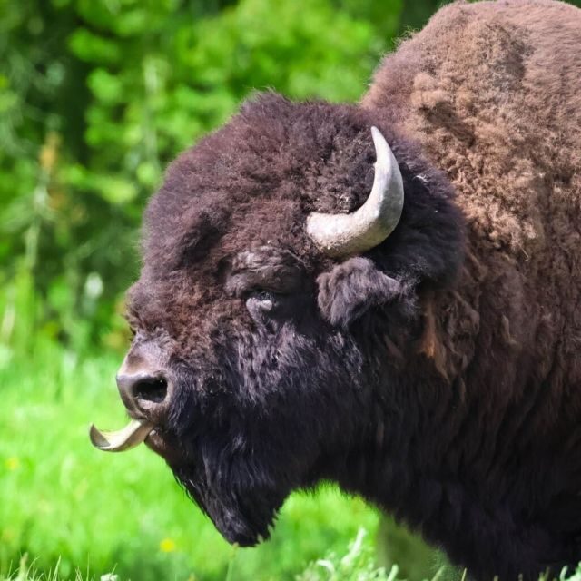 Bozeman: Yellowstone & Grand Teton National Park with Hotel - The Sum Up: Is This Tour Right for You?