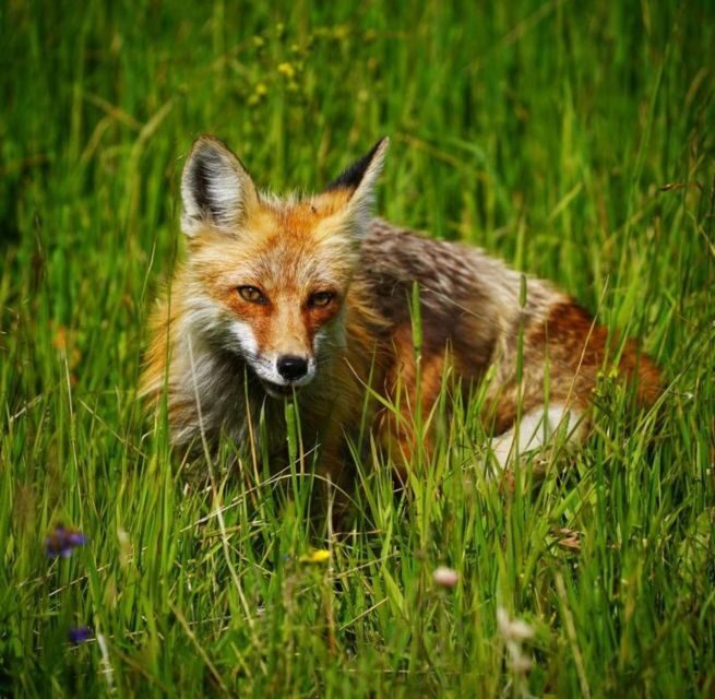 Bozeman: Yellowstone & Grand Teton National Park with Hotel - FAQ
