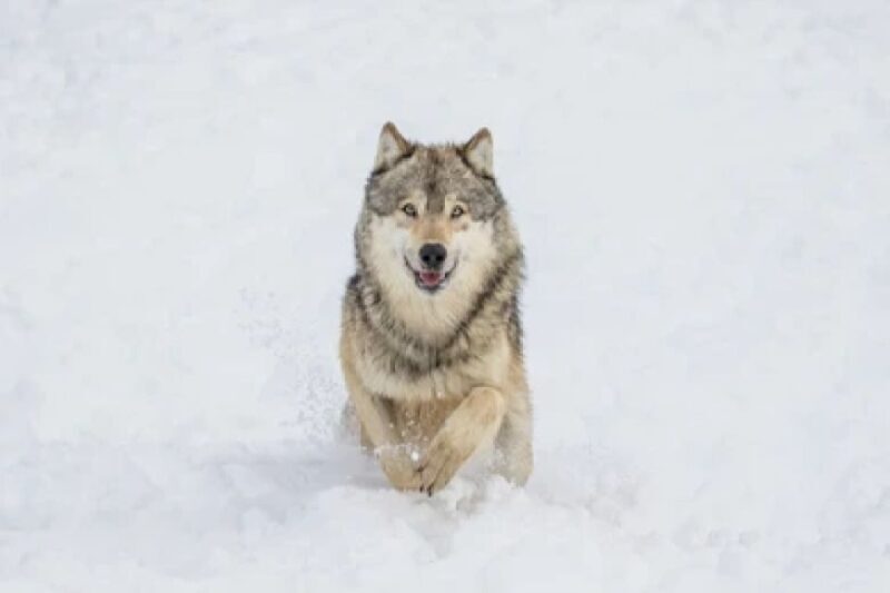Bozeman: Yellowstone Wolves and Winter 4Day/3Night Adventure - Overall Experience: Authentic, Focused, and Memorable