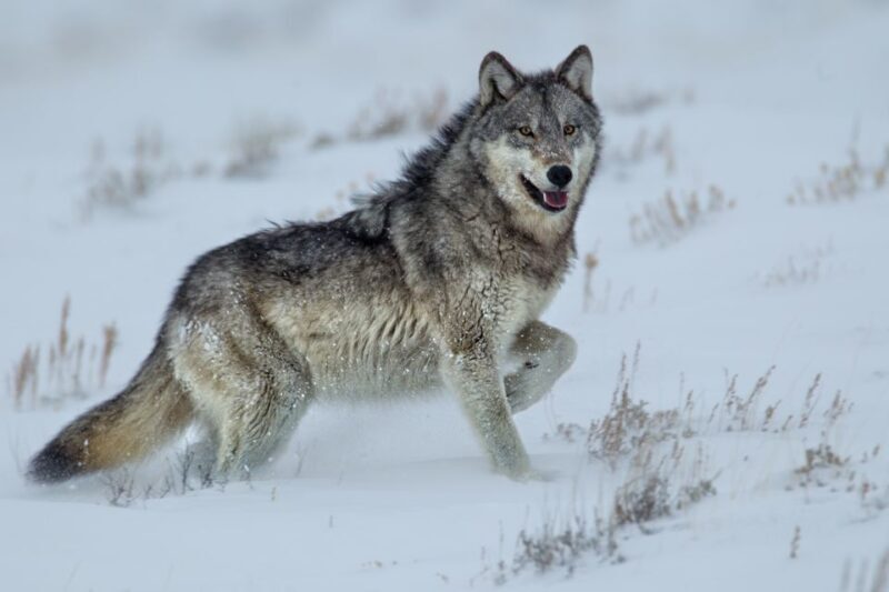 Bozeman: Yellowstone Wolves and Winter 4Day/3Night Adventure - Who Is This Tour Best For?