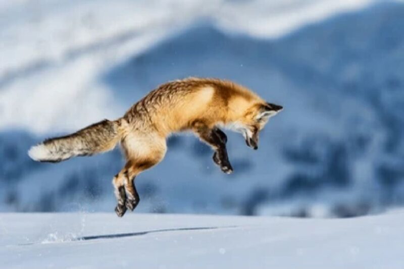 Bozeman: Yellowstone Wolves and Winter 4Day/3Night Adventure - Final Thoughts