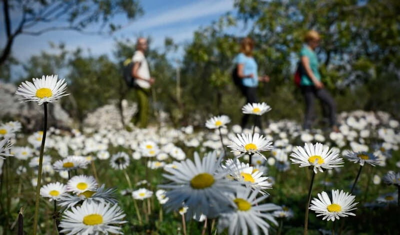 Bra island: Hiking Vidova gora krip Museum of olive oil - The Experience at a Glance