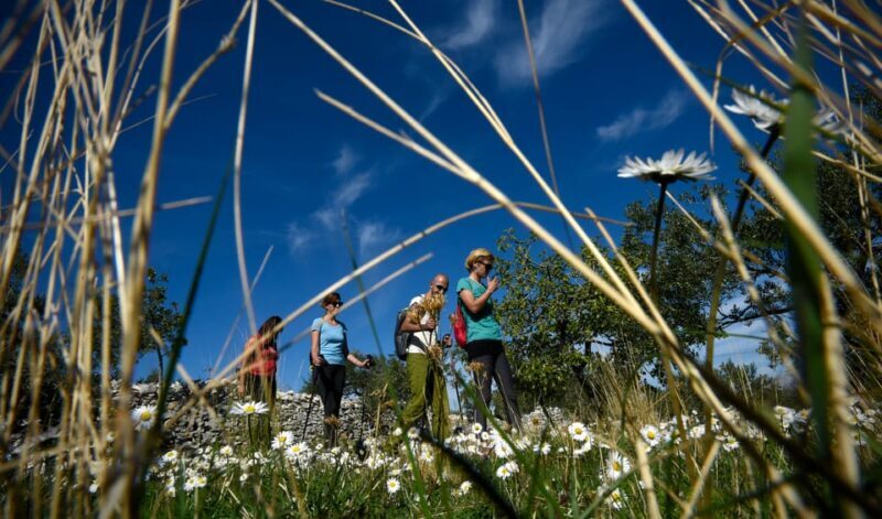 Bra island: Hiking Vidova gora krip Museum of olive oil - Practical Tips for Participants