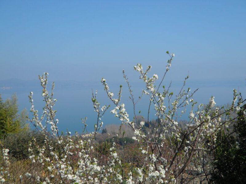 Bracciano: Odescalchi-Orsini ancient Castle Tour with Lunch - FAQ