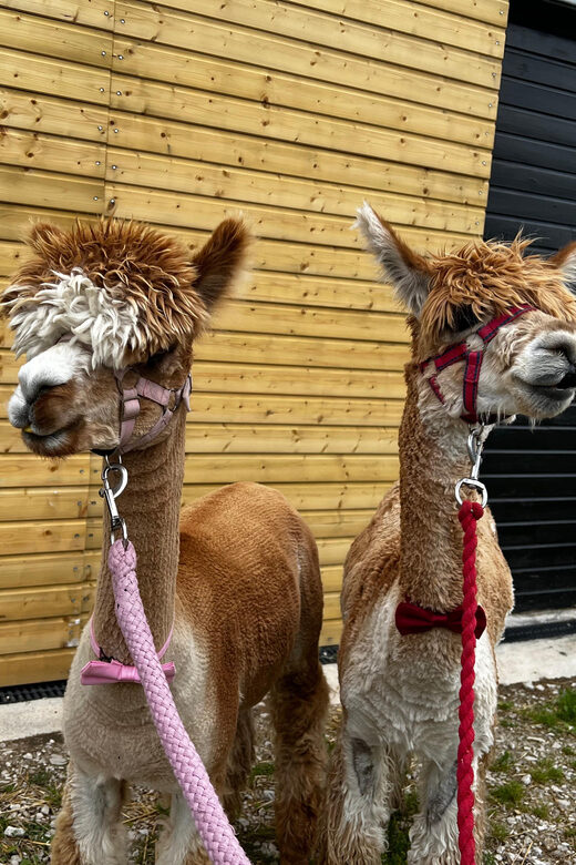 Brackenfield: Alpaca Trek - An authentic touch: shop and gift options