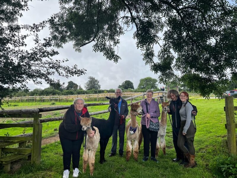 Brackenfield: Alpaca Trek - The value of this experience