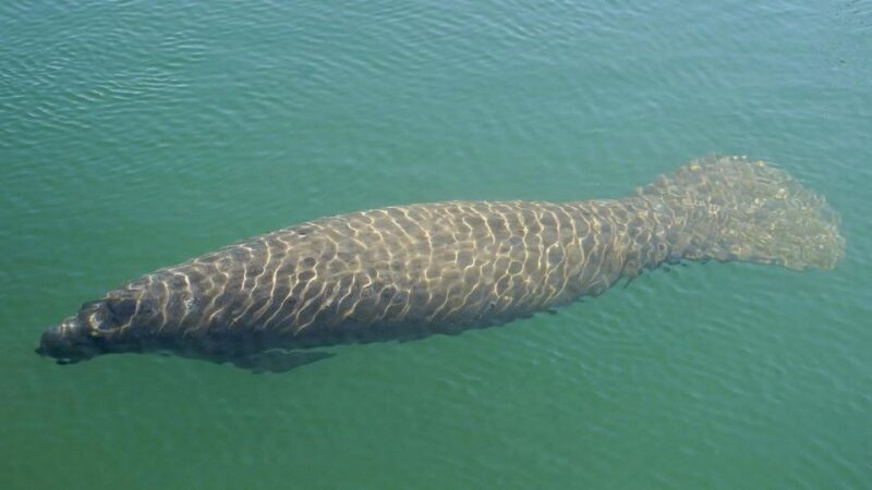 Bradenton: Anna Maria Island Guided Kayaking Manatee Tour - Why Choose the Anna Maria Island Guided Kayaking Manatee Tour?