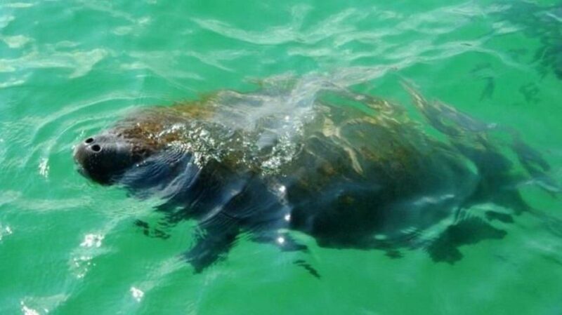Bradenton: Anna Maria Island Guided Kayaking Manatee Tour - Analyzing the Value: Price and Experience
