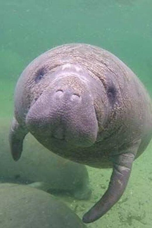 Bradenton: Anna Maria Island Guided Kayaking Manatee Tour - Final Thoughts: Who Should Consider This Tour?