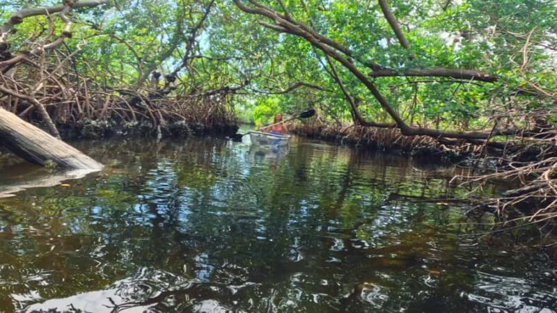 Bradenton: Clear Kayak Mangrove Tunnel Eco Tour - Key Points
