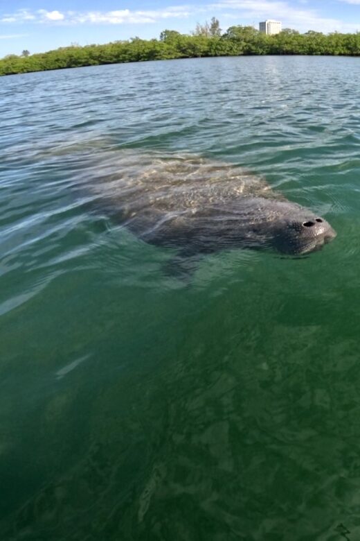 Bradenton: Guided Pedal Kayak Tour - Exploring the Bradenton Guided Pedal Kayak Tour