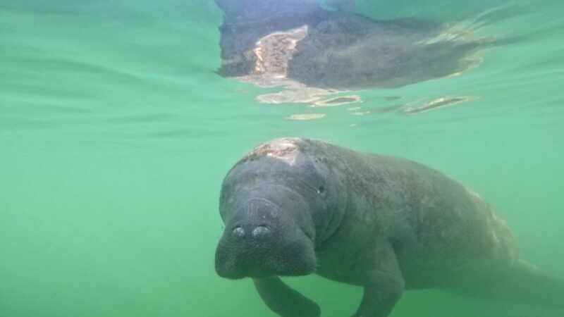 Bradenton: Guided Pedal Kayak Tour - A Closer Look at the Experience