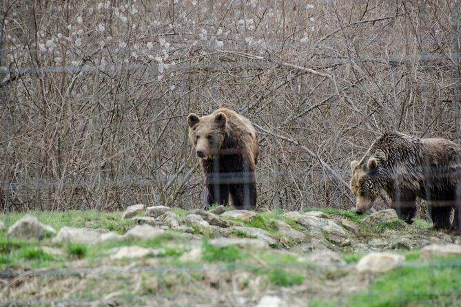 Bran Castle, Bear Sanctuary, and Rasnov Fortress Half Day Tour - Wrap-up: Who Should Book This Tour?
