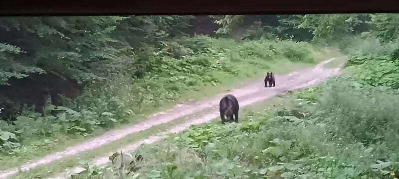 Braov: 4-Hour Bear Watching Tour in Carpathian Mountains - Final Thoughts: Is It Worth It?