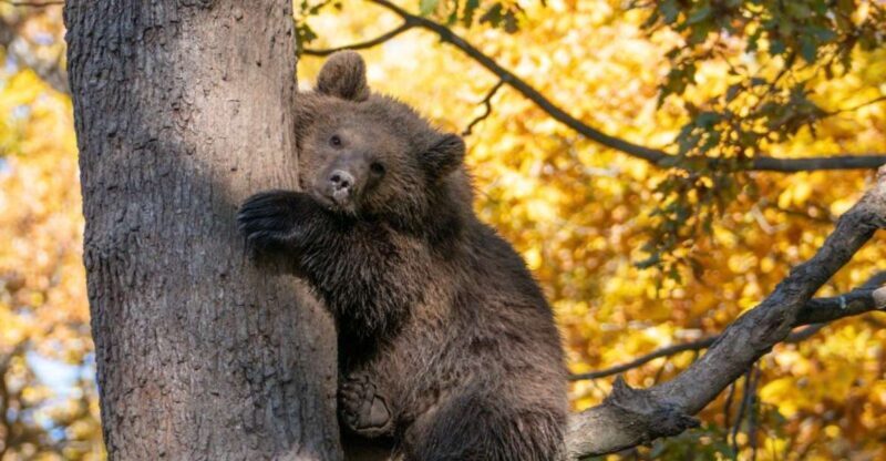 Brasov: Bear Sanctuary, Dracula Castle, and Rânov Fortress - What to Expect on This Tour
