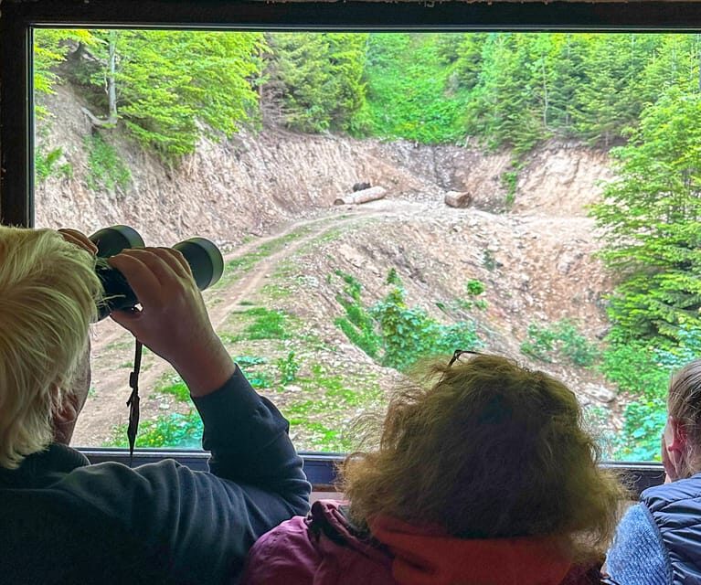 Brasov: Bear Watching in the Wild (From a Hideout) - An Introduction to the Experience