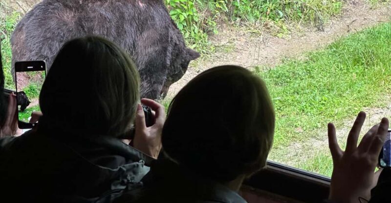 Brasov: Bear Watching in the Wild (From a Hideout) - Why the Tour Works Well