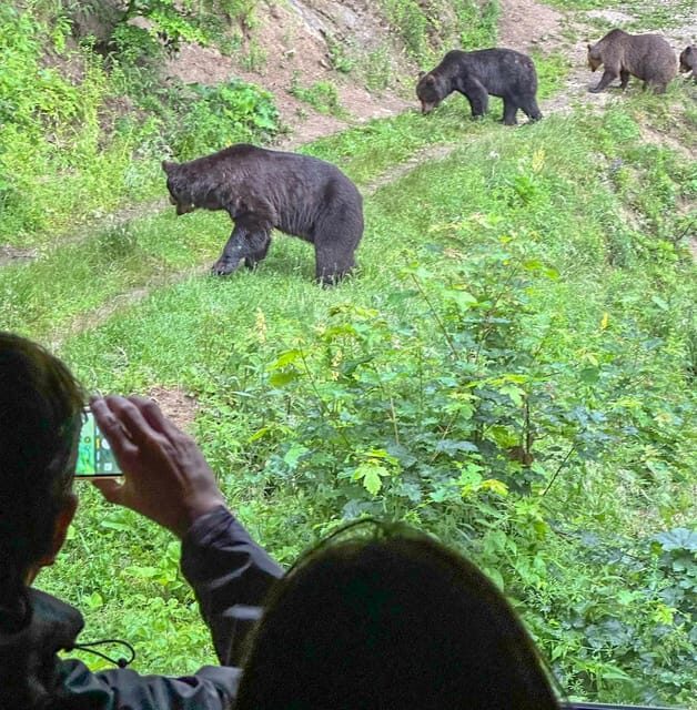 Brasov: Bear Watching in the Wild (From a Hideout) - The Experience in Practice: Authentic Encounters