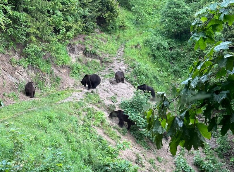 Brasov: Bear Watching in the Wild (From a Hideout) - Price and Value