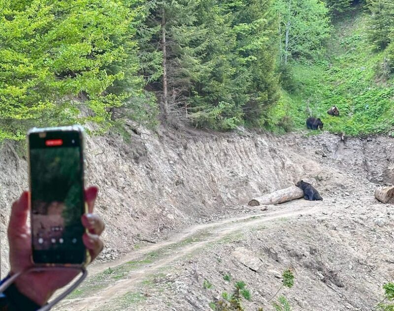 Brasov: Bear Watching in the Wild (From a Hideout) - Who Will Love This Tour?