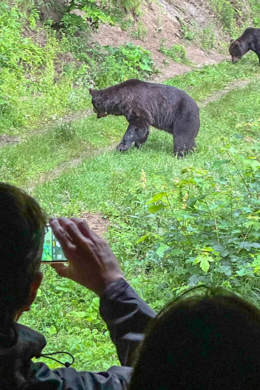 Brasov: Bear Watching in the Wild (From a Hideout) - The Sum Up
