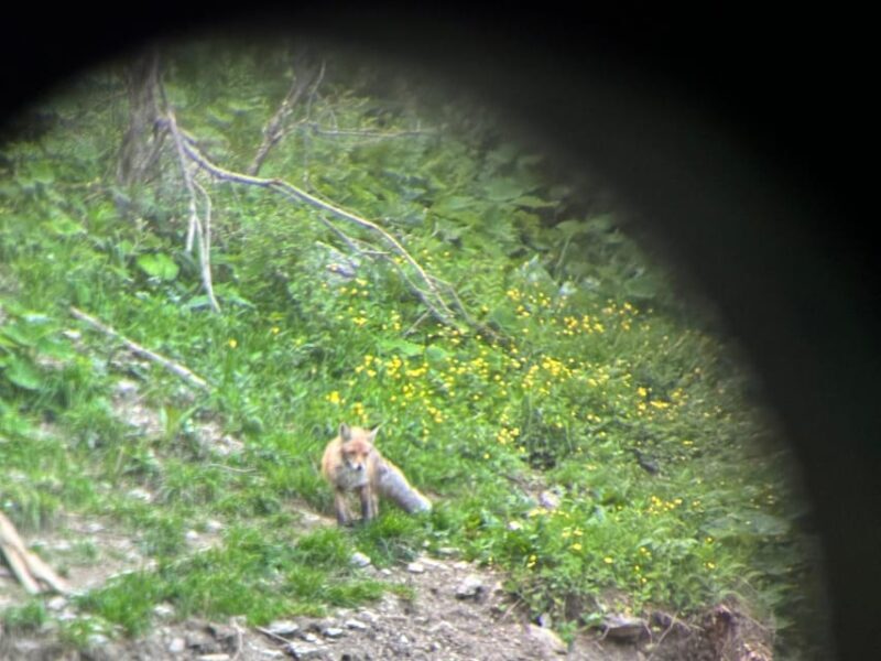 Brasov: Bear Watching in the Wild (From a Hideout) - FAQ