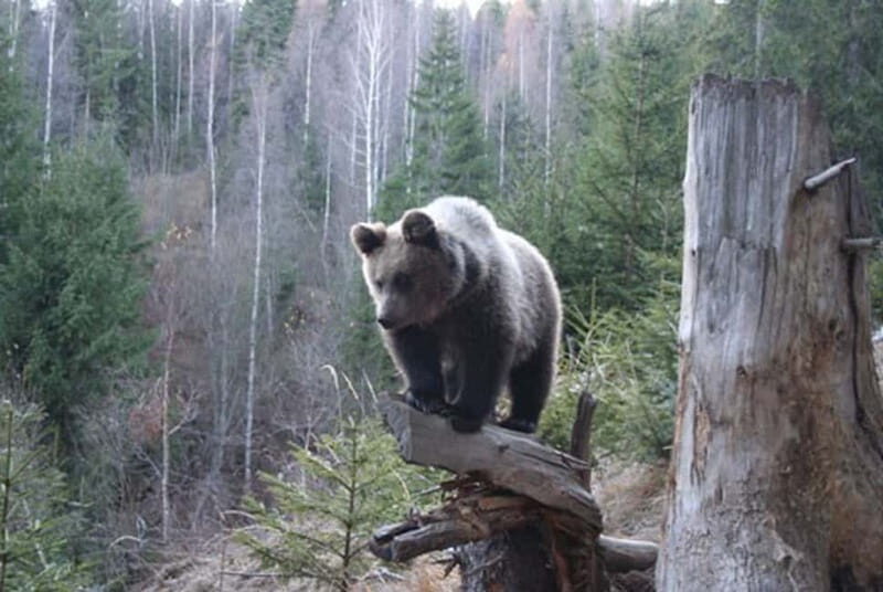 Brasov: Brown Bear & Wildlife Watching - Key Points