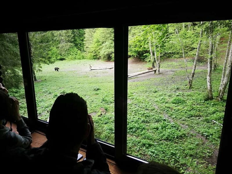Brasov: Brown Bear & Wildlife Watching - The Itinerary in Detail
