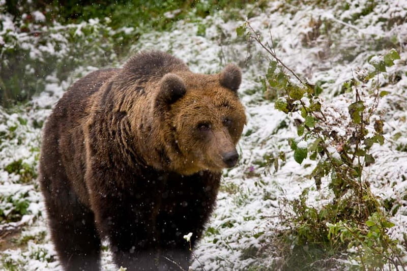 Brasov: Brown Bear & Wildlife Watching - Who Should Consider This Tour?