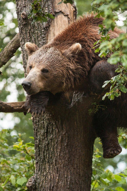 Brasov: Libearty Bear Sanctuary - A Deep Dive into the Experience