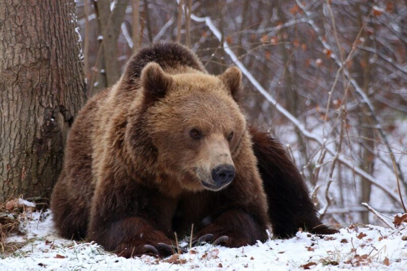 Brasov: Libearty Bear Sanctuary - Final Thoughts