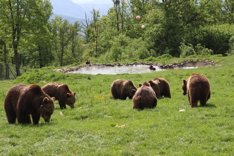 Brasov: Libearty Bear Sanctuary - FAQ