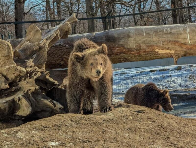 Brasov: Tour with Transfer Libearty Bear Sanctuary - Key Points
