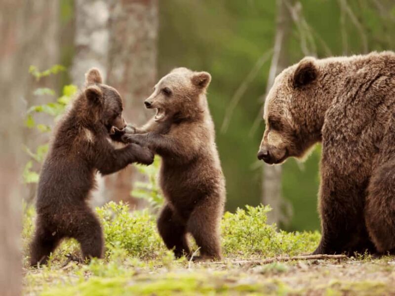 Brasov: Tour with Transfer Libearty Bear Sanctuary - A Closer Look at the Tour Experience