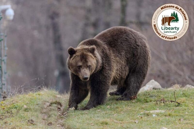 Brasov: Tour with Transfer Libearty Bear Sanctuary - Who Should Consider This Tour?